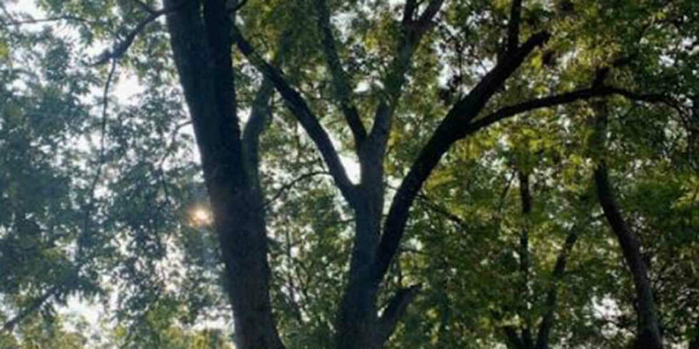 Why Raise a Tree's Canopy l The Importance of Canopy Lifting